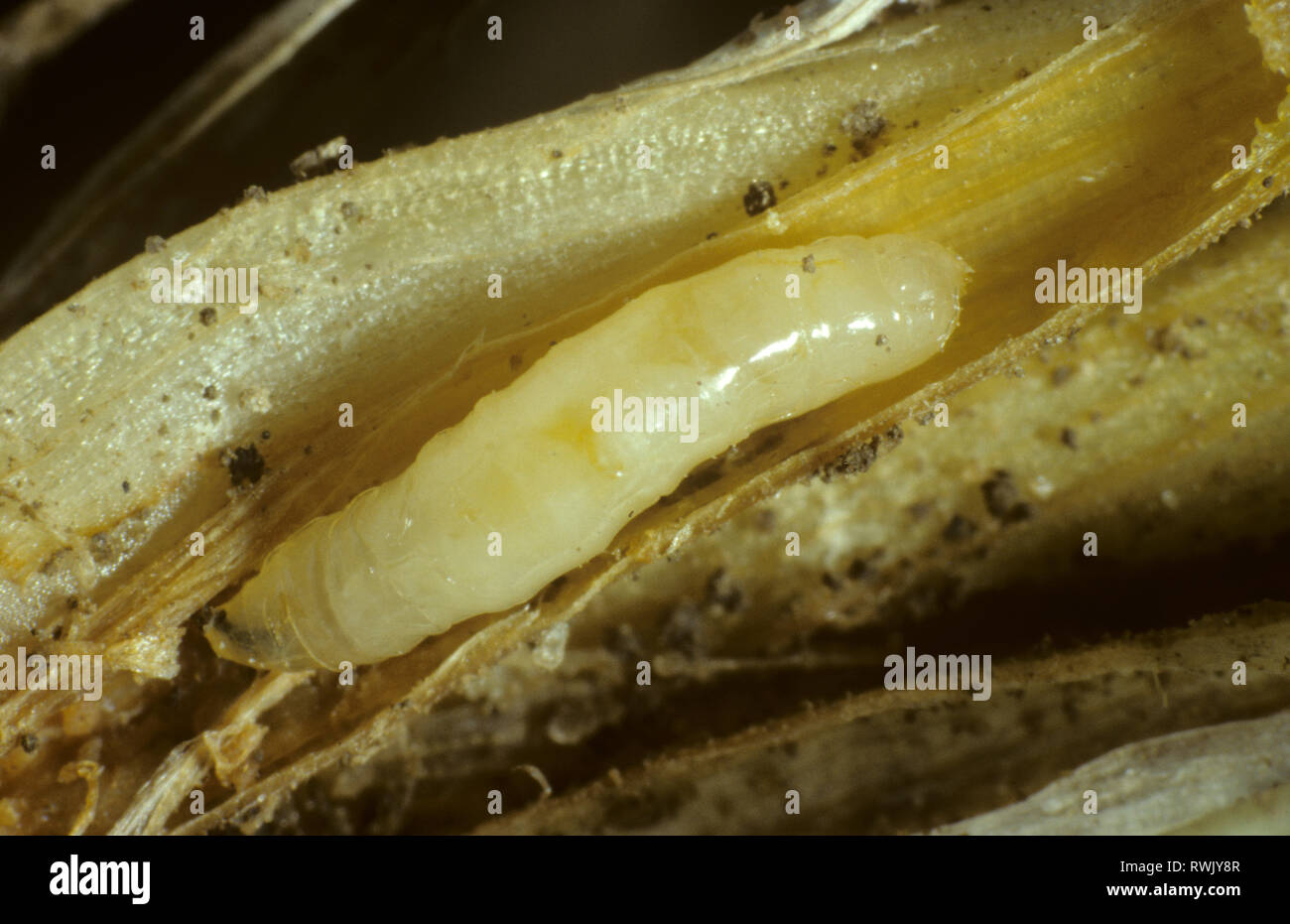 Wheat bulb fly (Delia coarctata) pest larva exposed in a wheat stem ...