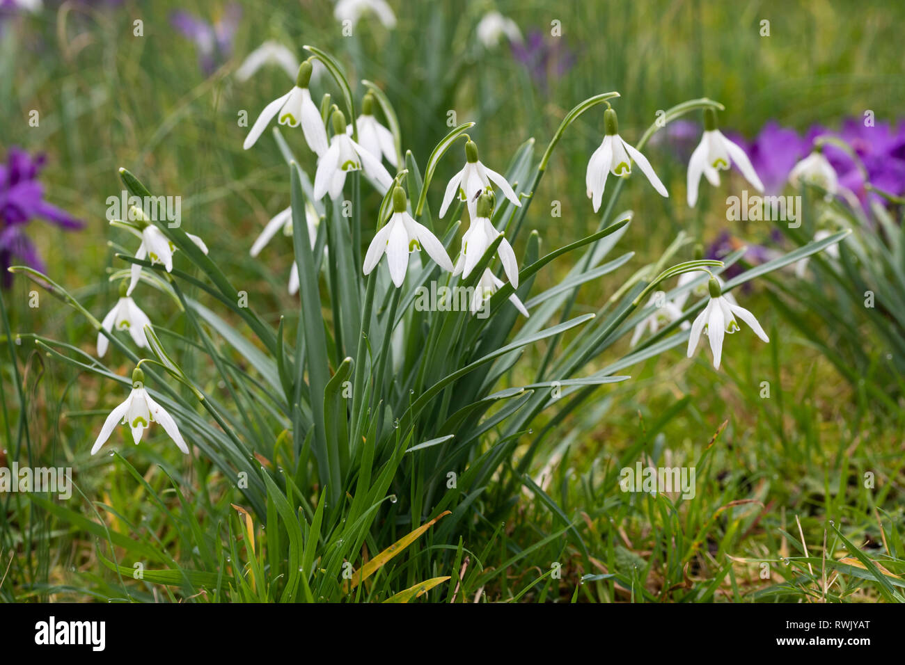 Close up of a clump of snowdrops (Galanthus) flowering in grass with ...