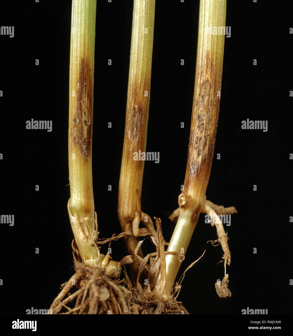 Eyespot strawbreaker footrot pseudocercosporella hi-res stock ...