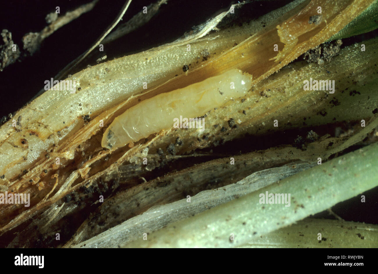Wheat bulb fly (Delia coarctata) pest larva exposed in a wheat stem ...