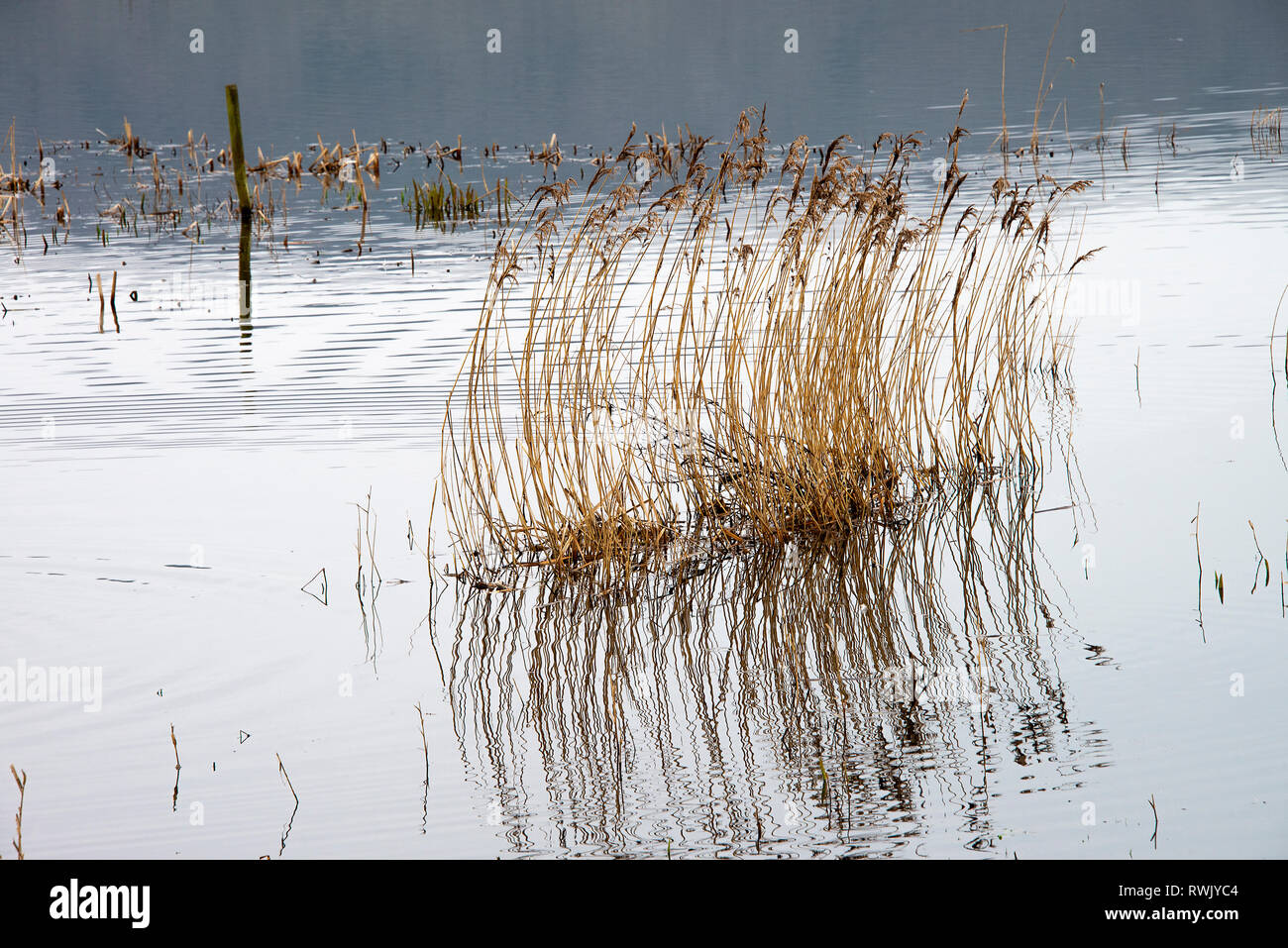 A Small Island of Common Reeds in Wetland at Leighton Moss near ...