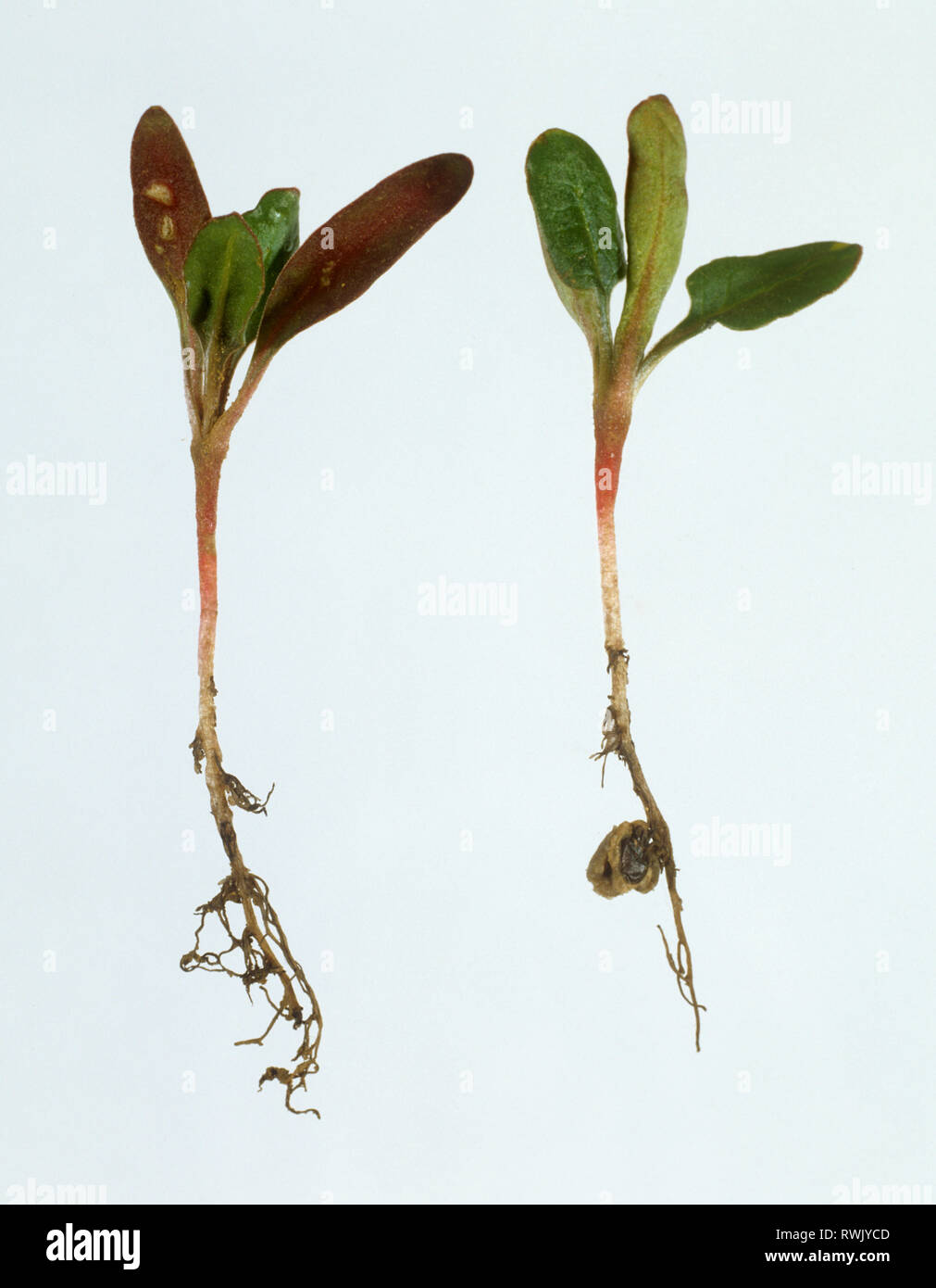 Centipede scutigerella immaculata symphyla hi-res stock photography and ...