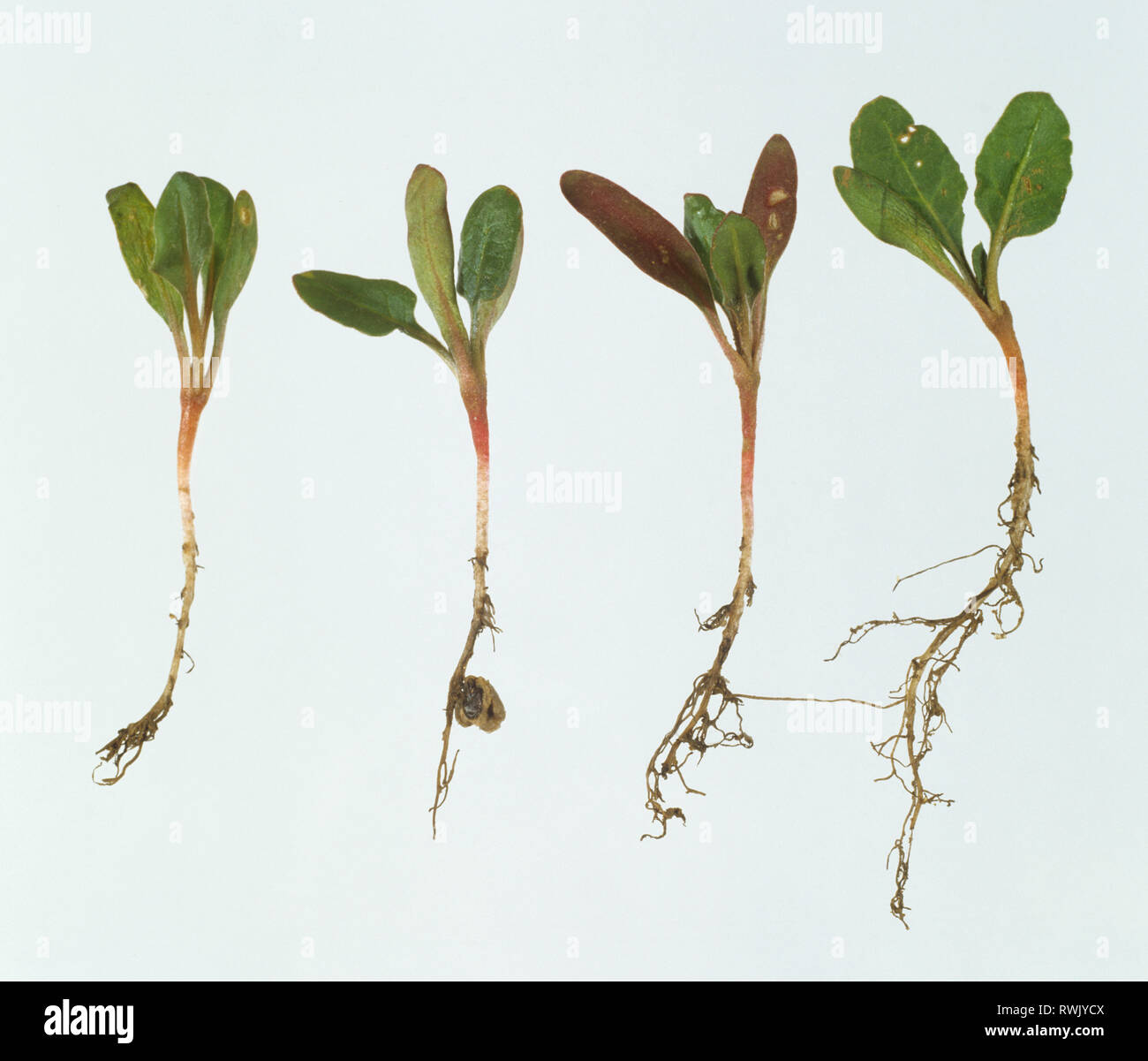 Centipedes arthropod hi-res stock photography and images - Alamy