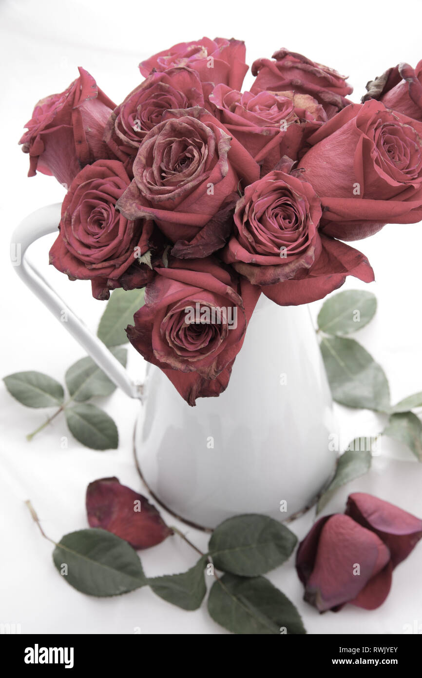 Dozen 12 red roses hi-res stock photography and images - Alamy
