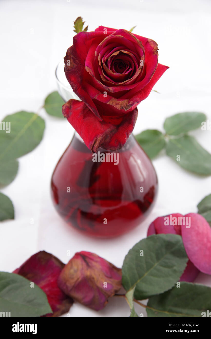 single red dead rose Stock Photo - Alamy