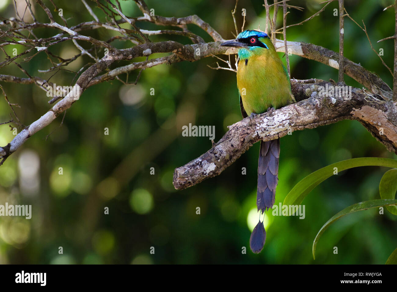 Blue-capped Motmot, Blue-crowned Motmot , Momotus coeruliceps bird ...