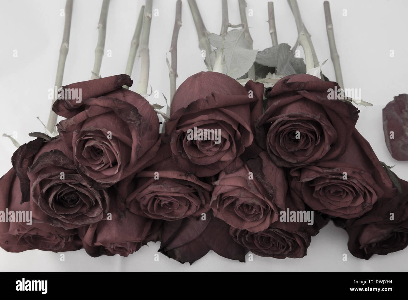 Dying Love High Resolution Stock Photography and Images - Alamy