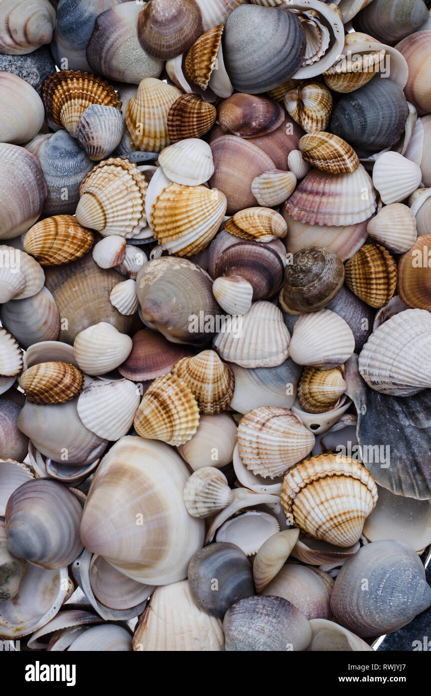 Colorful sea shells hi-res stock photography and images - Alamy