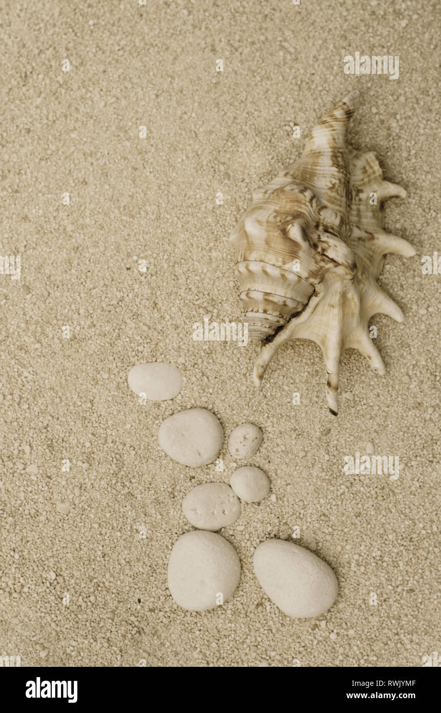 Seashell on white stones hi-res stock photography and images - Alamy