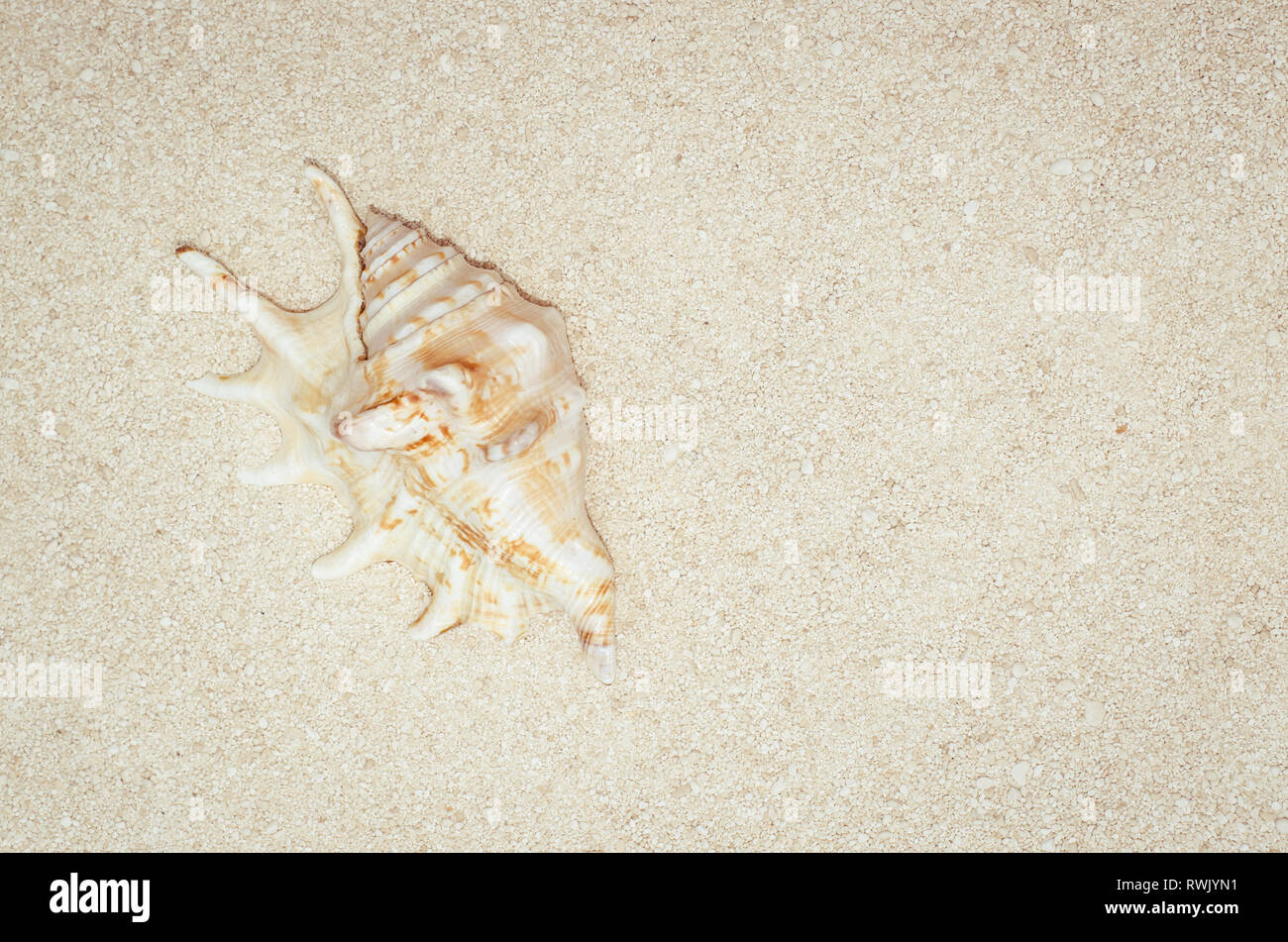 beautiful big sea shell on sand background Stock Photo - Alamy