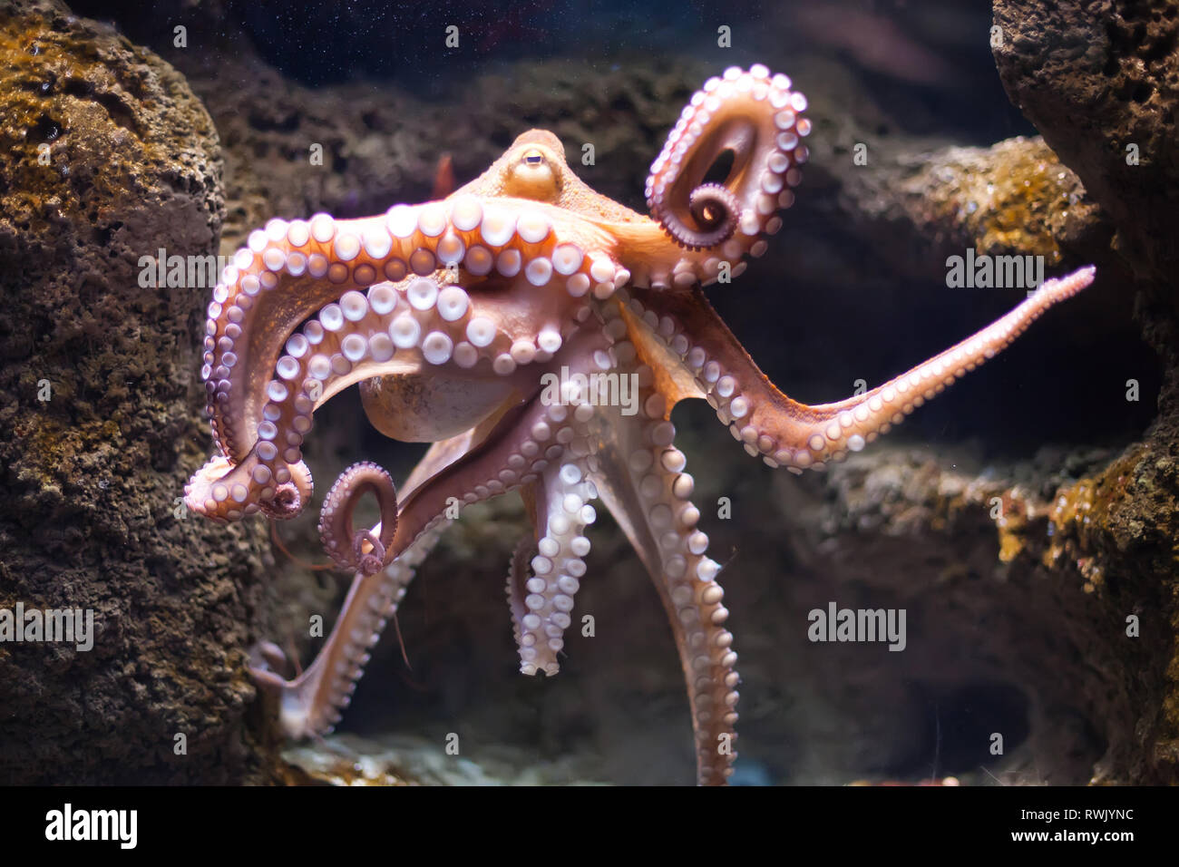 Octopus vulgaris arms hi-res stock photography and images - Alamy