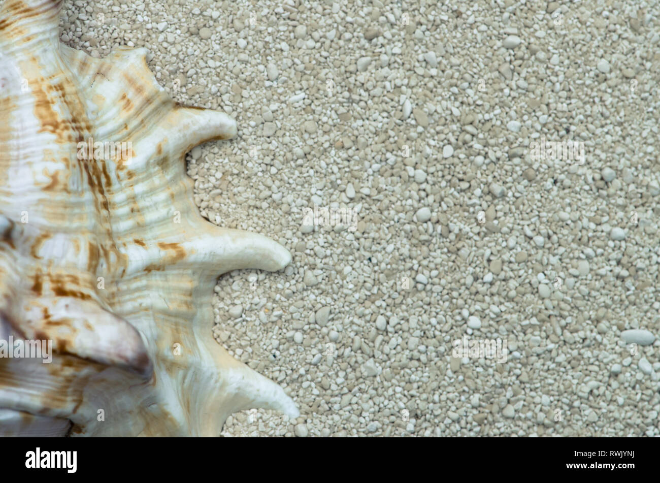 beautiful big sea shell on sand background Stock Photo - Alamy