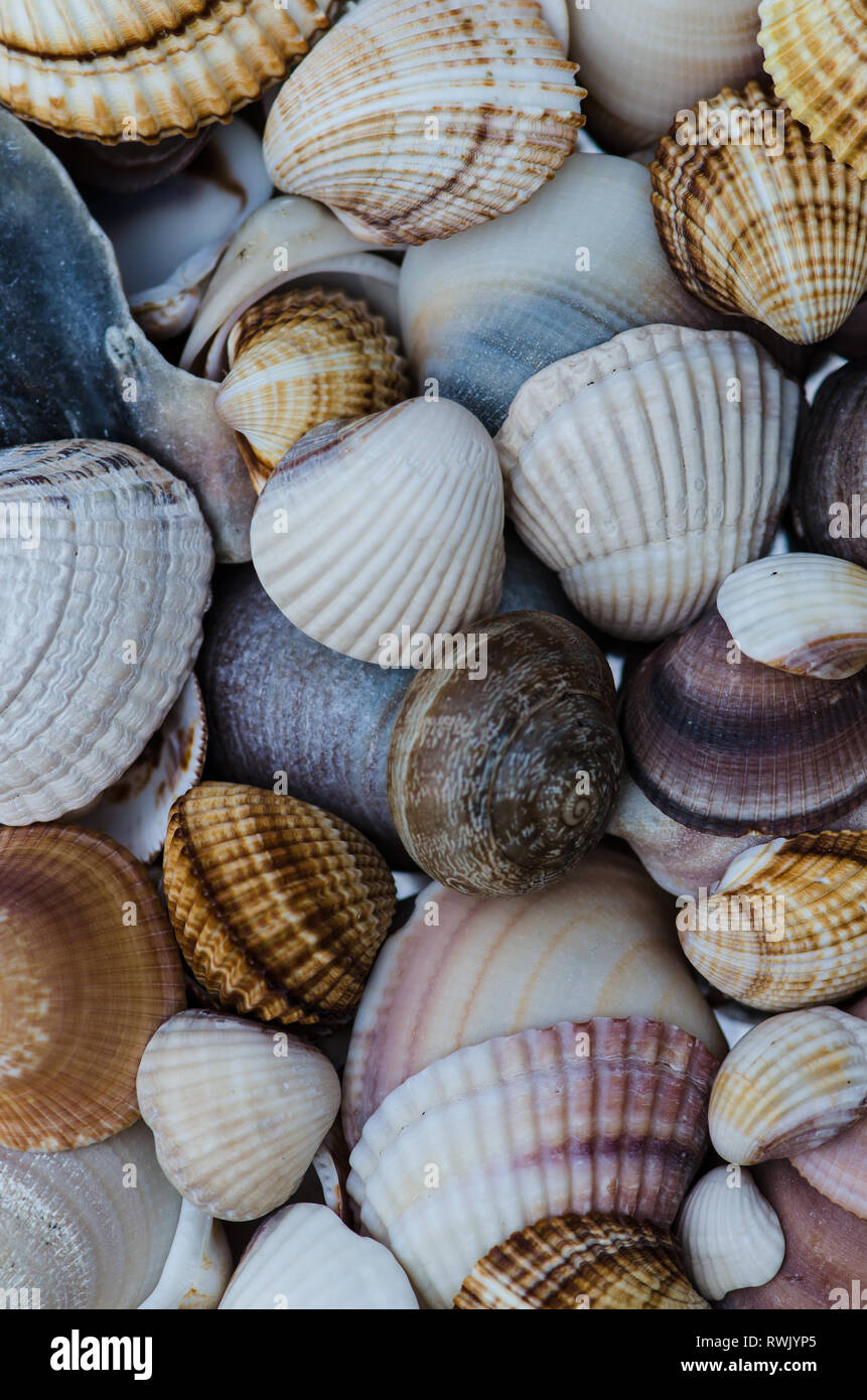 group of colorful sea shells background Stock Photo - Alamy