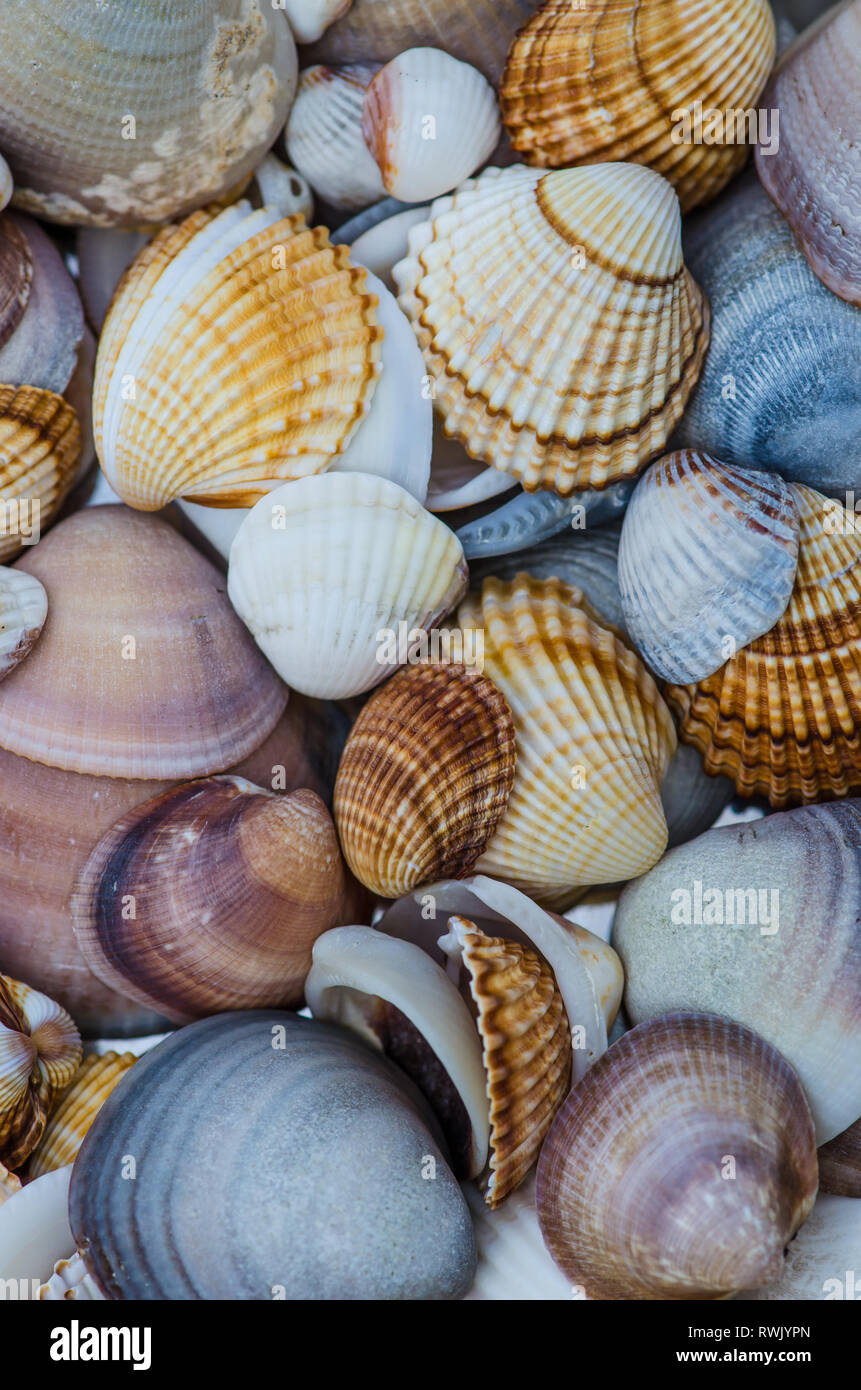 Colorful sea shells hi-res stock photography and images - Alamy