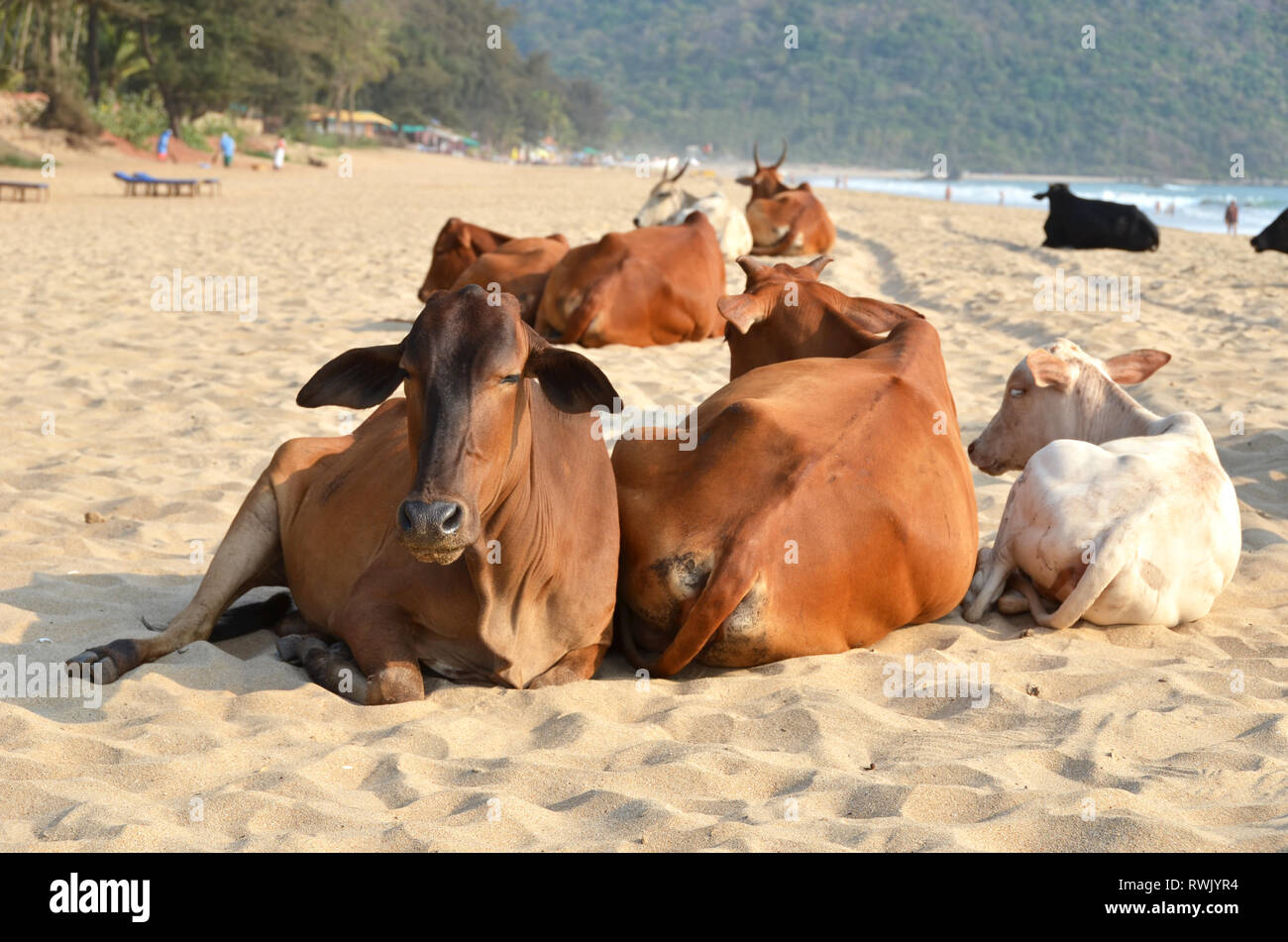 India cows holly hi-res stock photography and images - Alamy