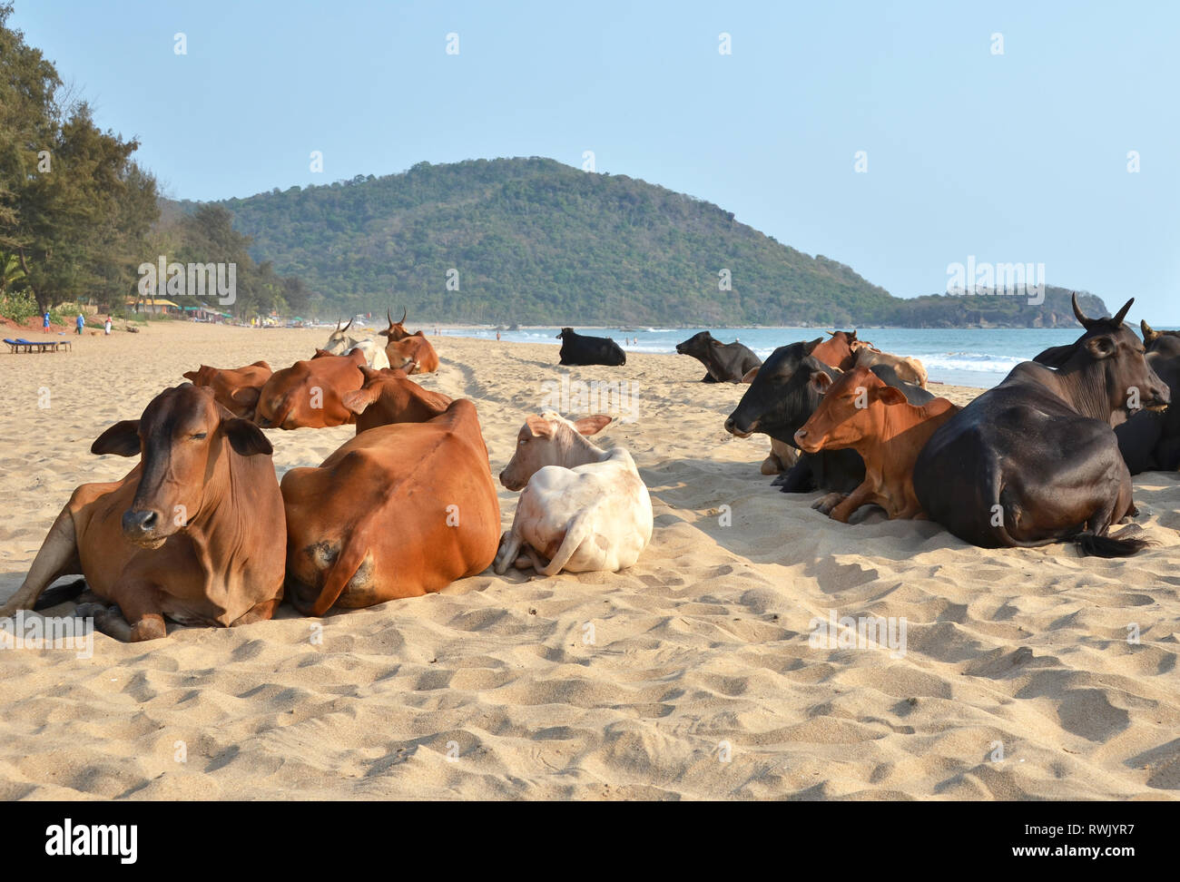 Cows on Agonda beach of South Goa, India Stock Photo - Alamy