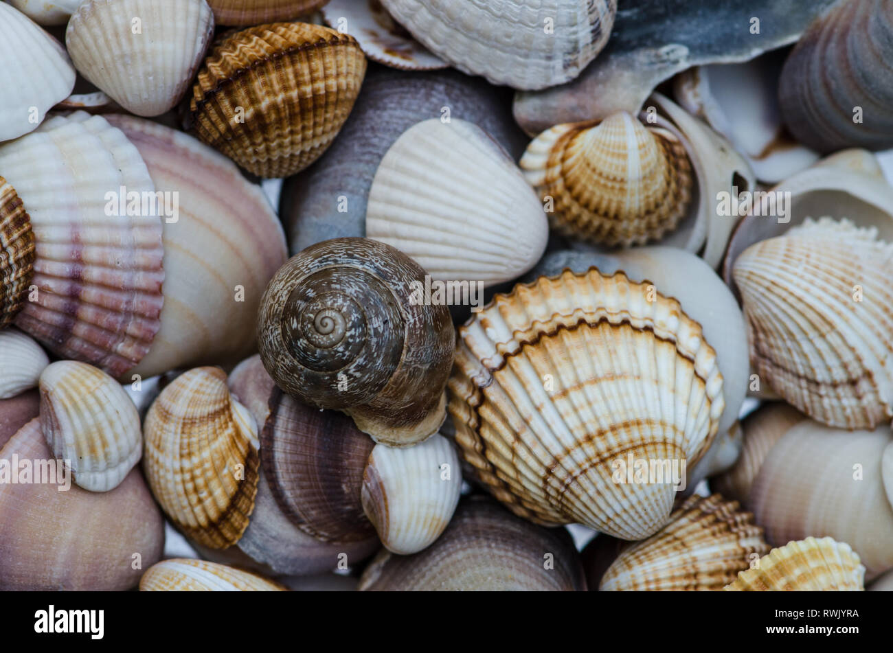 group of colorful sea shells background Stock Photo - Alamy