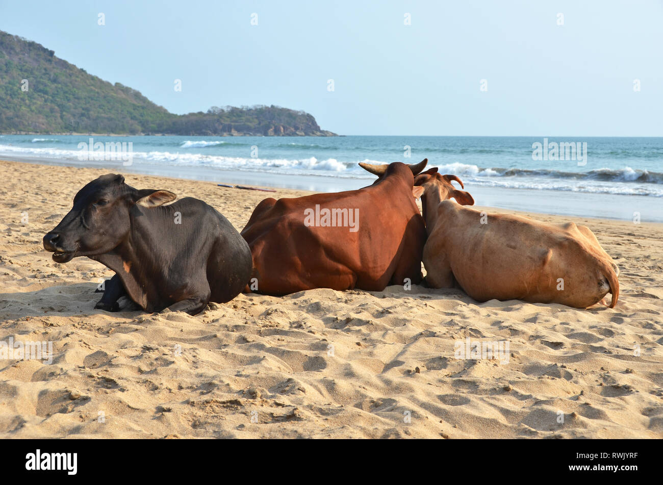 Holly cows hi-res stock photography and images - Alamy