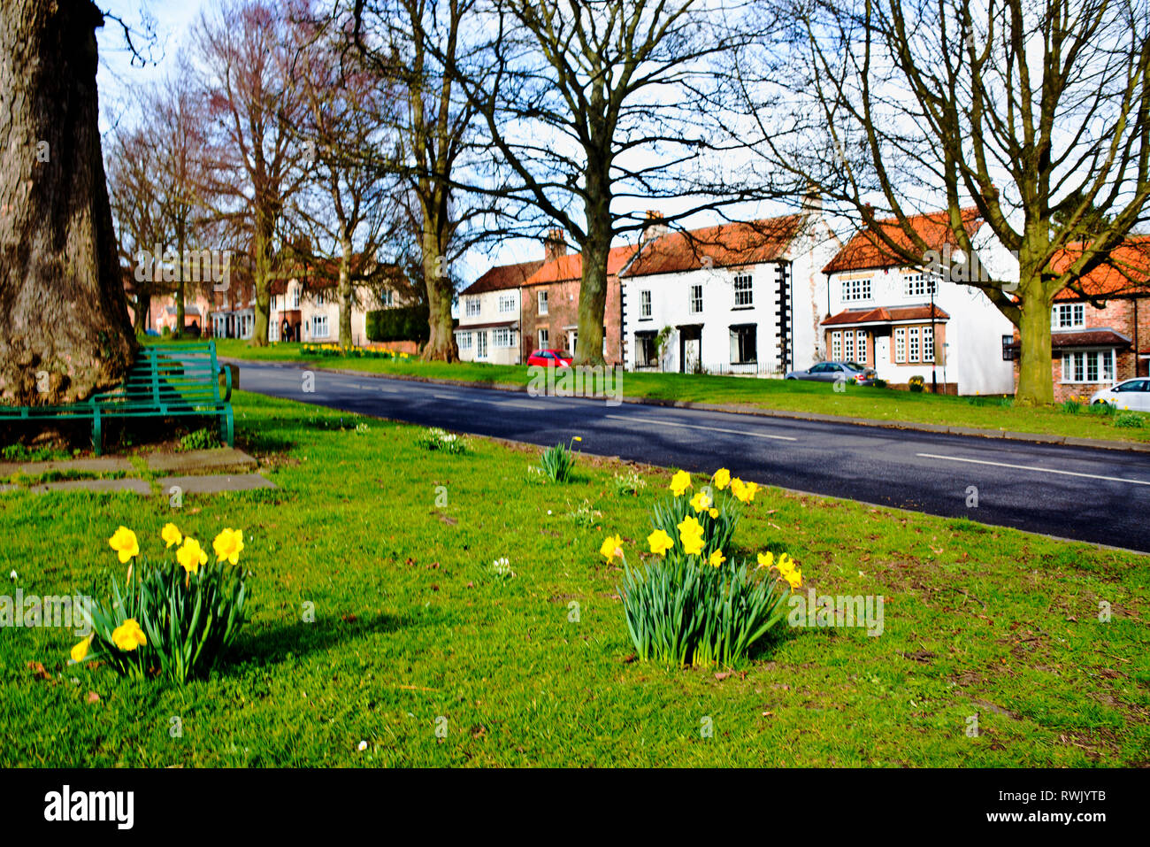 Yorkshire daffodils hi-res stock photography and images - Alamy