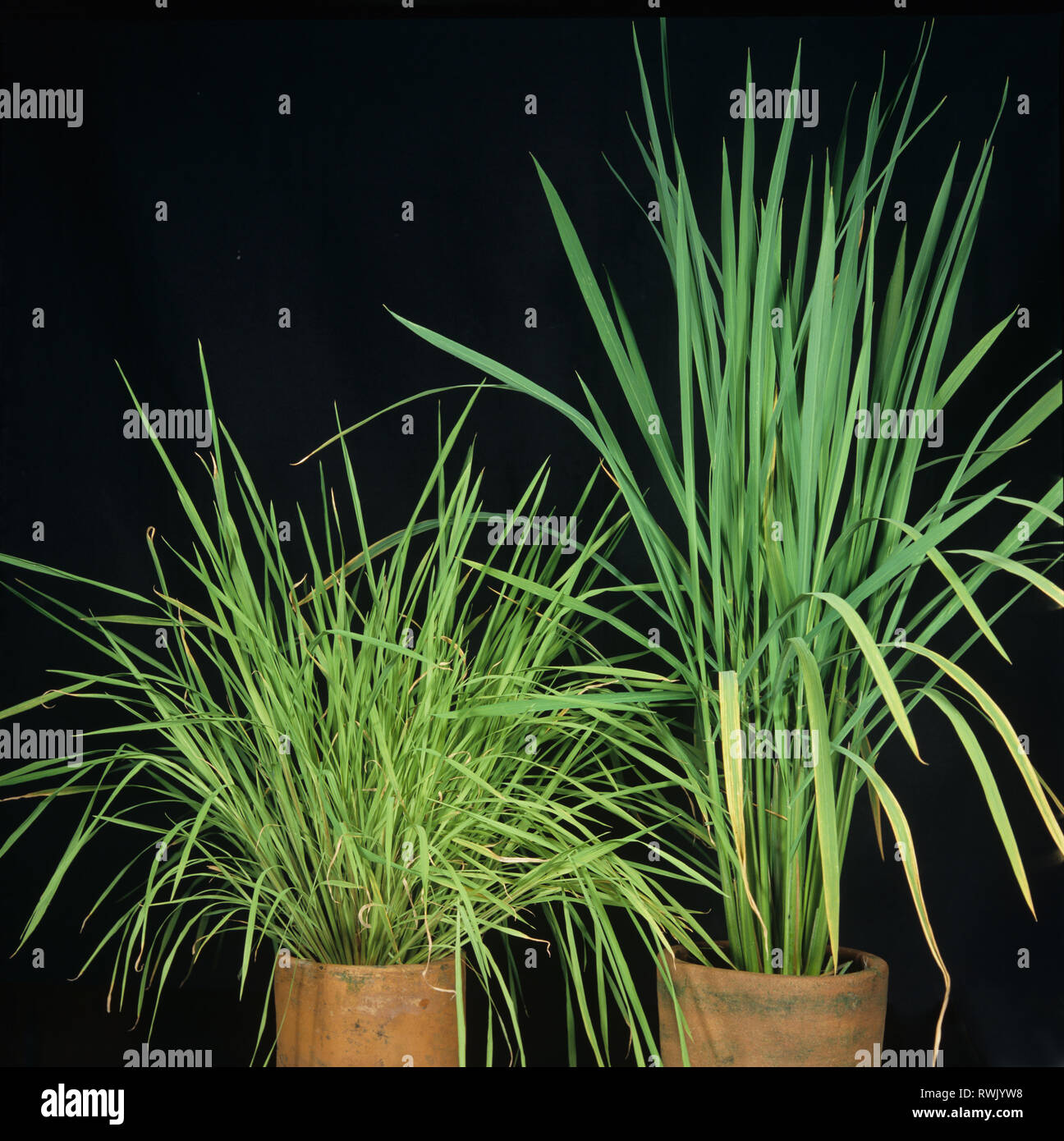 Comparison on a rice plant with yellow dwarf virus (Phytoplasma oryzae ...