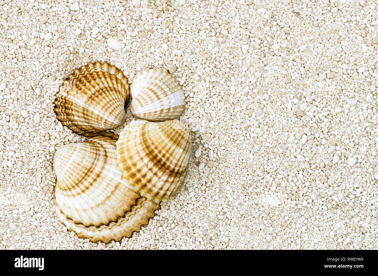 beautiful sea shells on sand background Stock Photo - Alamy