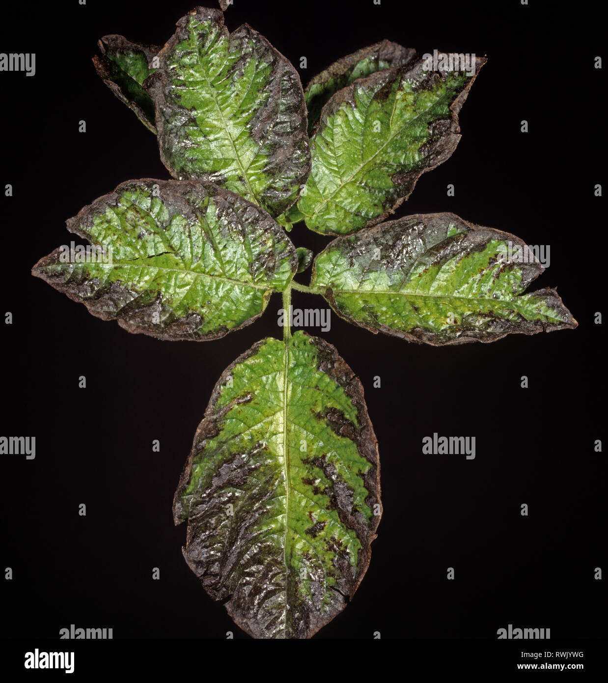 Mineral Deficiency High Resolution Stock Photography and Images - Alamy