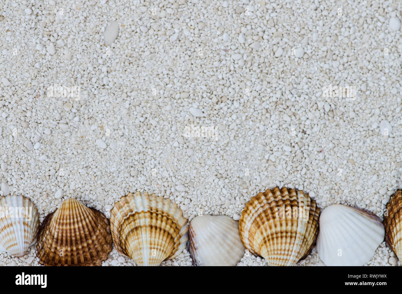 beautiful sea shells on sand background Stock Photo - Alamy