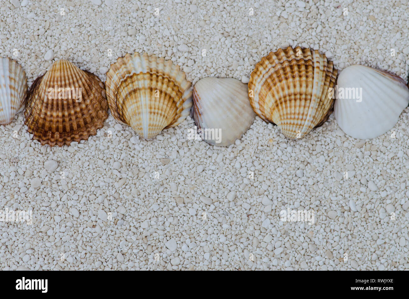 beautiful sea shells on sand background Stock Photo - Alamy