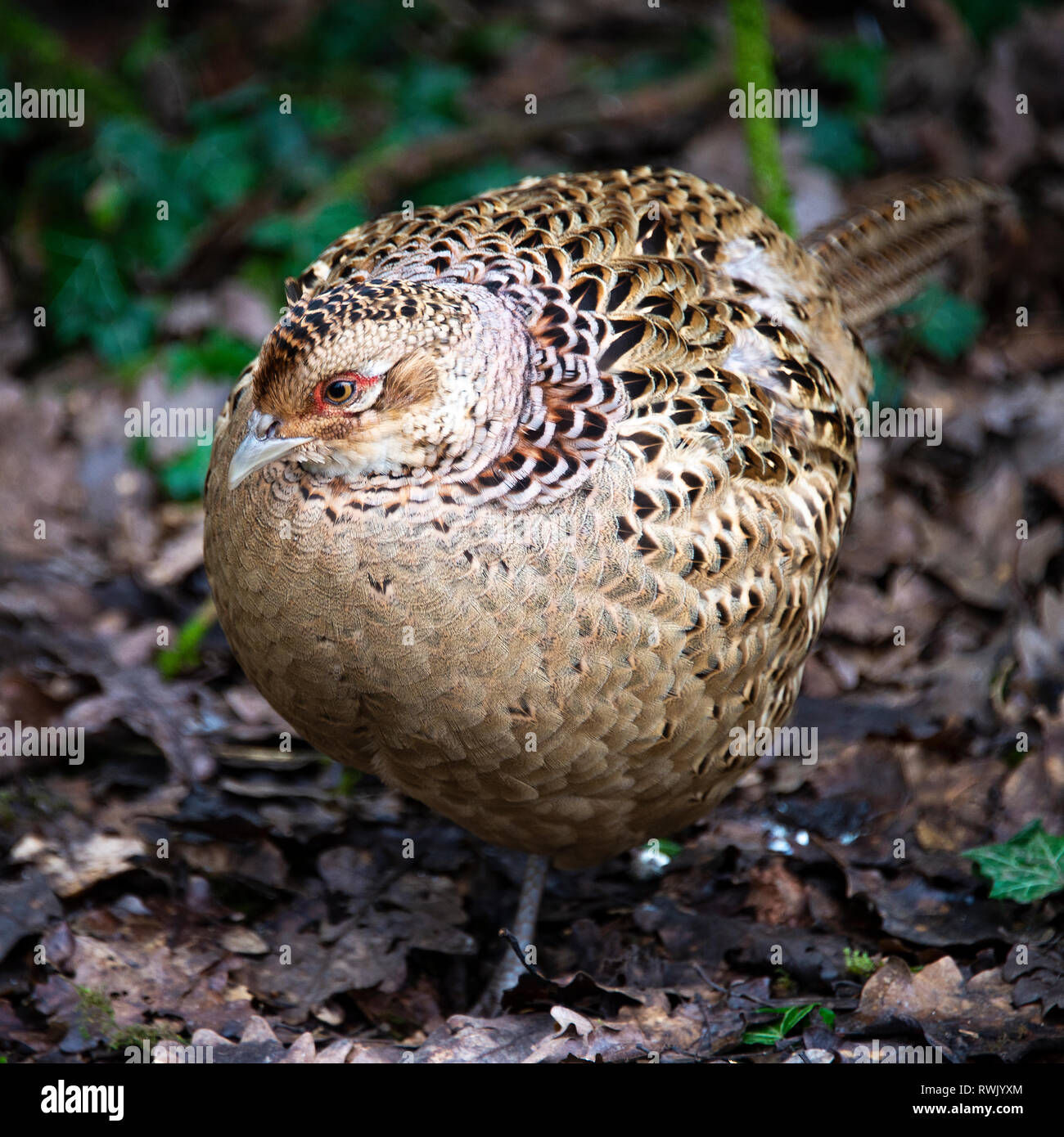Adult female pheasant hi-res stock photography and images - Alamy