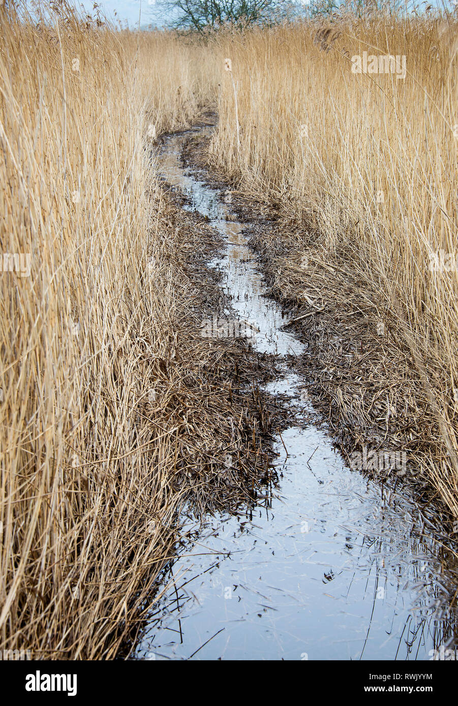 A Reed Bed with Water Channel Running Through It Enjoyed by Wildlife in ...