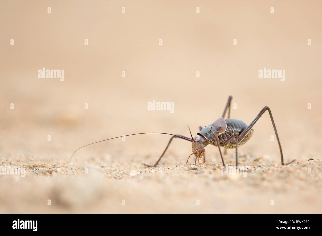 Armoured katydid hi-res stock photography and images - Alamy