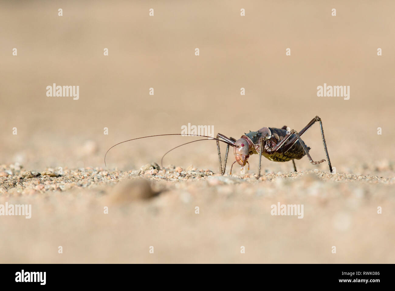 Armoured katydid hi-res stock photography and images - Alamy
