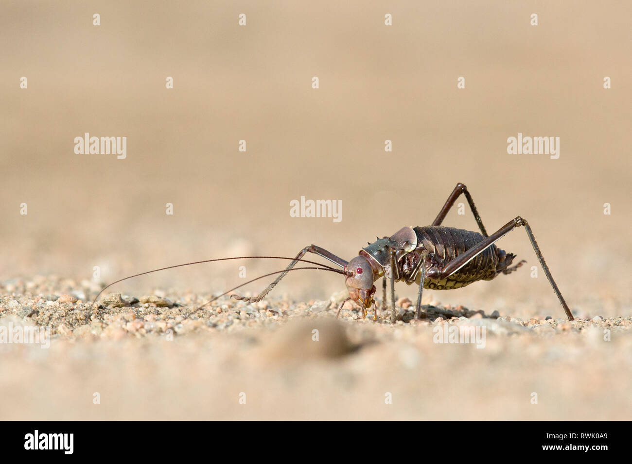 Acanthoplus discoidalis armoured ground cricket hi-res stock ...