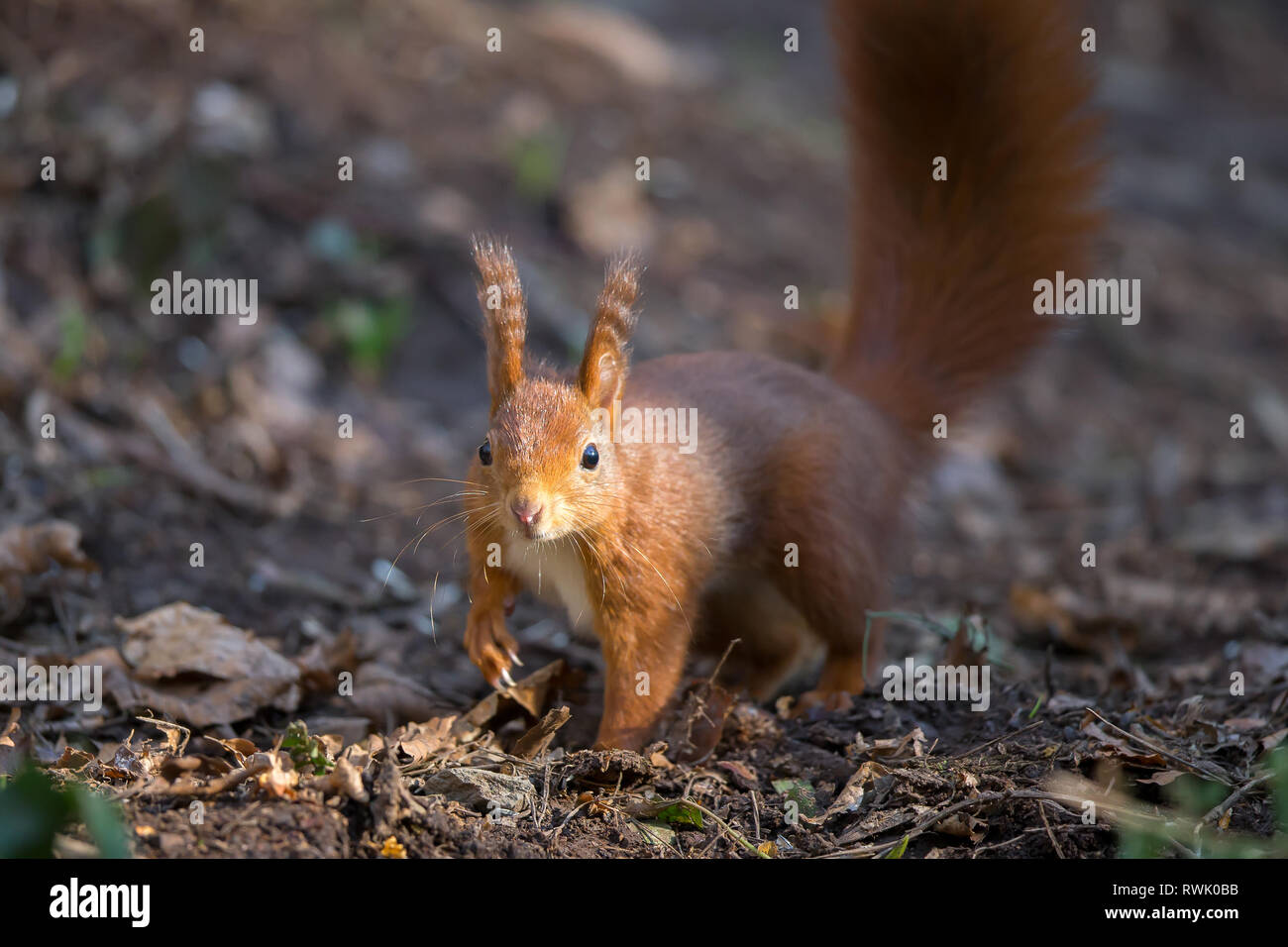 Facing Forward High Resolution Stock Photography and Images - Alamy