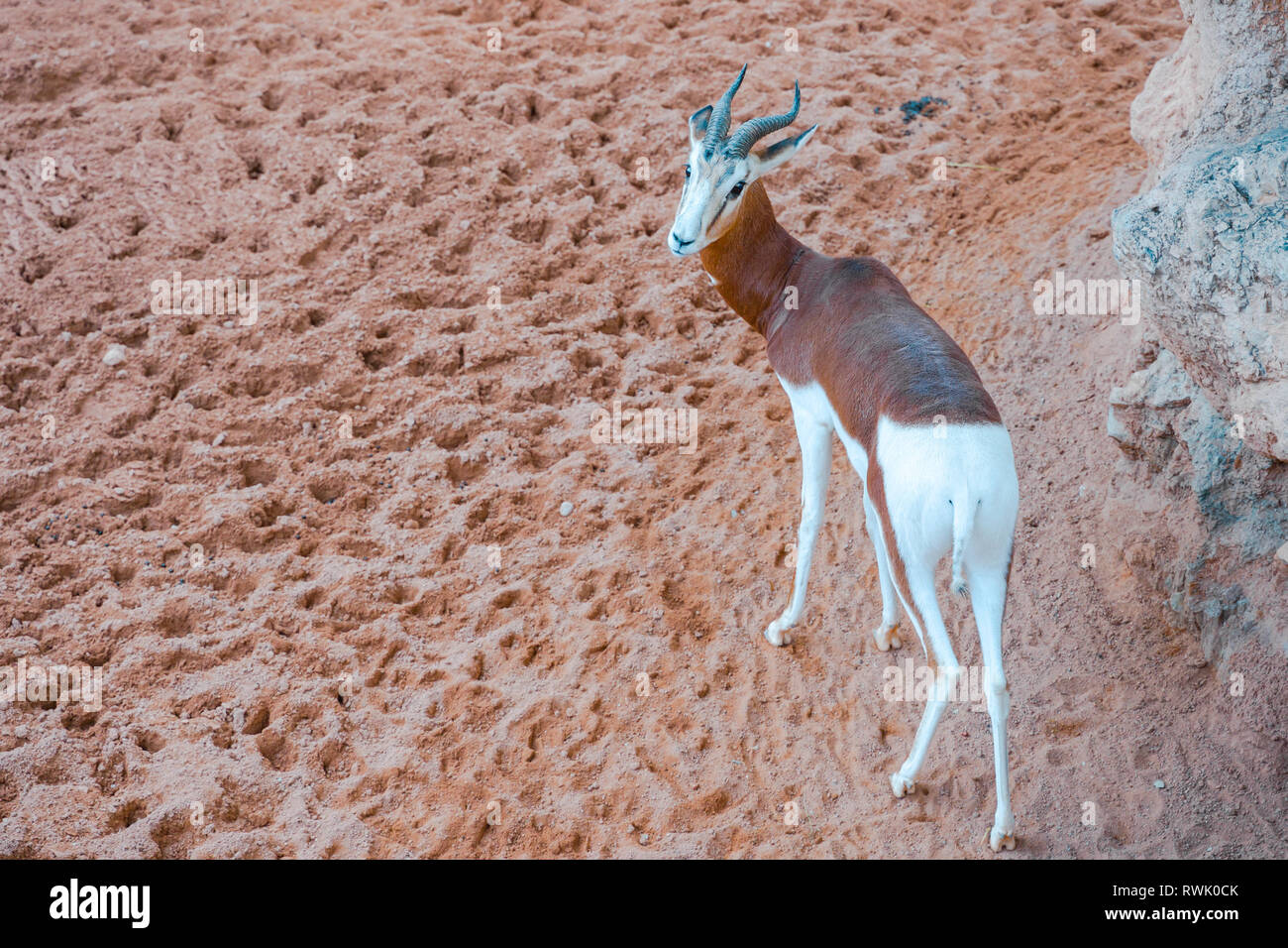 The blesbok or blesbuck (Damaliscus pygargus phillipsi) is an antelope ...