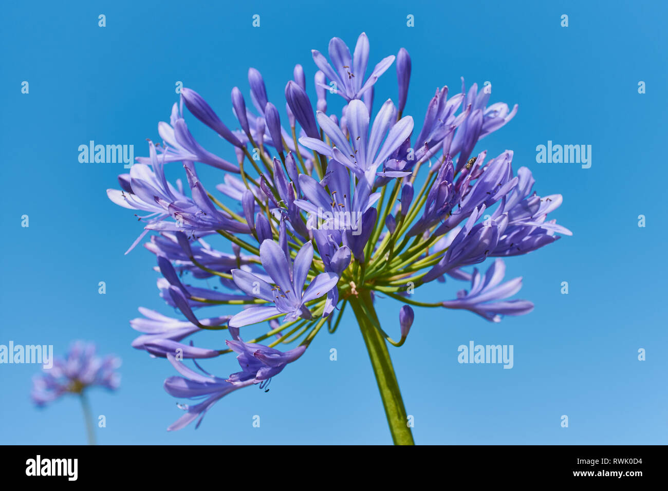 Blue lily hi-res stock photography and images - Alamy