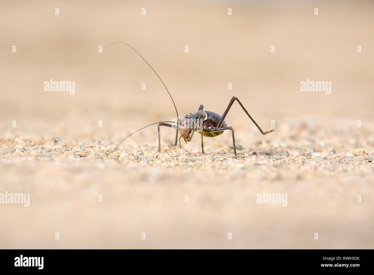 Acanthoplus discoidalis armoured ground cricket hi-res stock ...