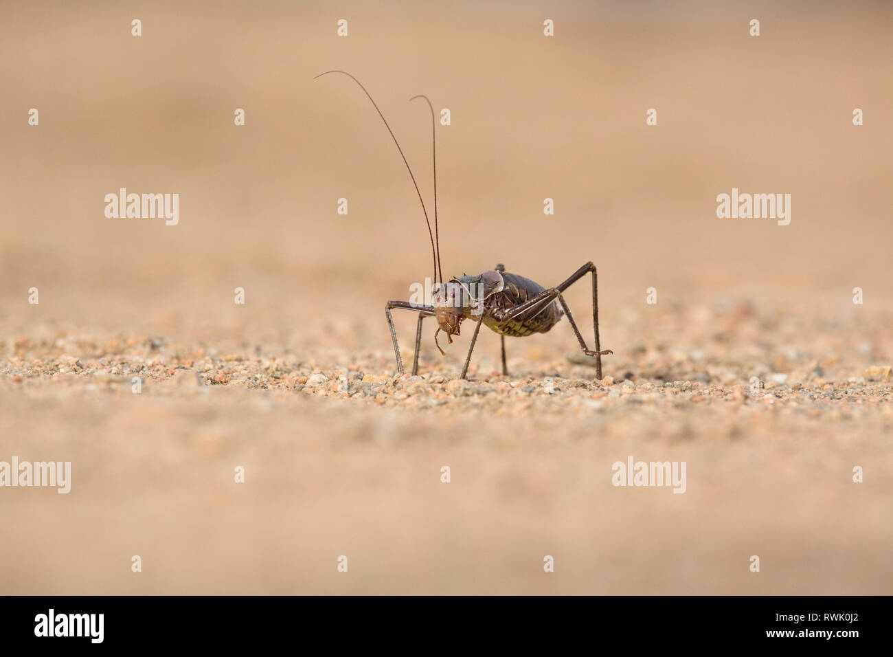 Acanthoplus discoidalis armoured ground cricket hi-res stock ...