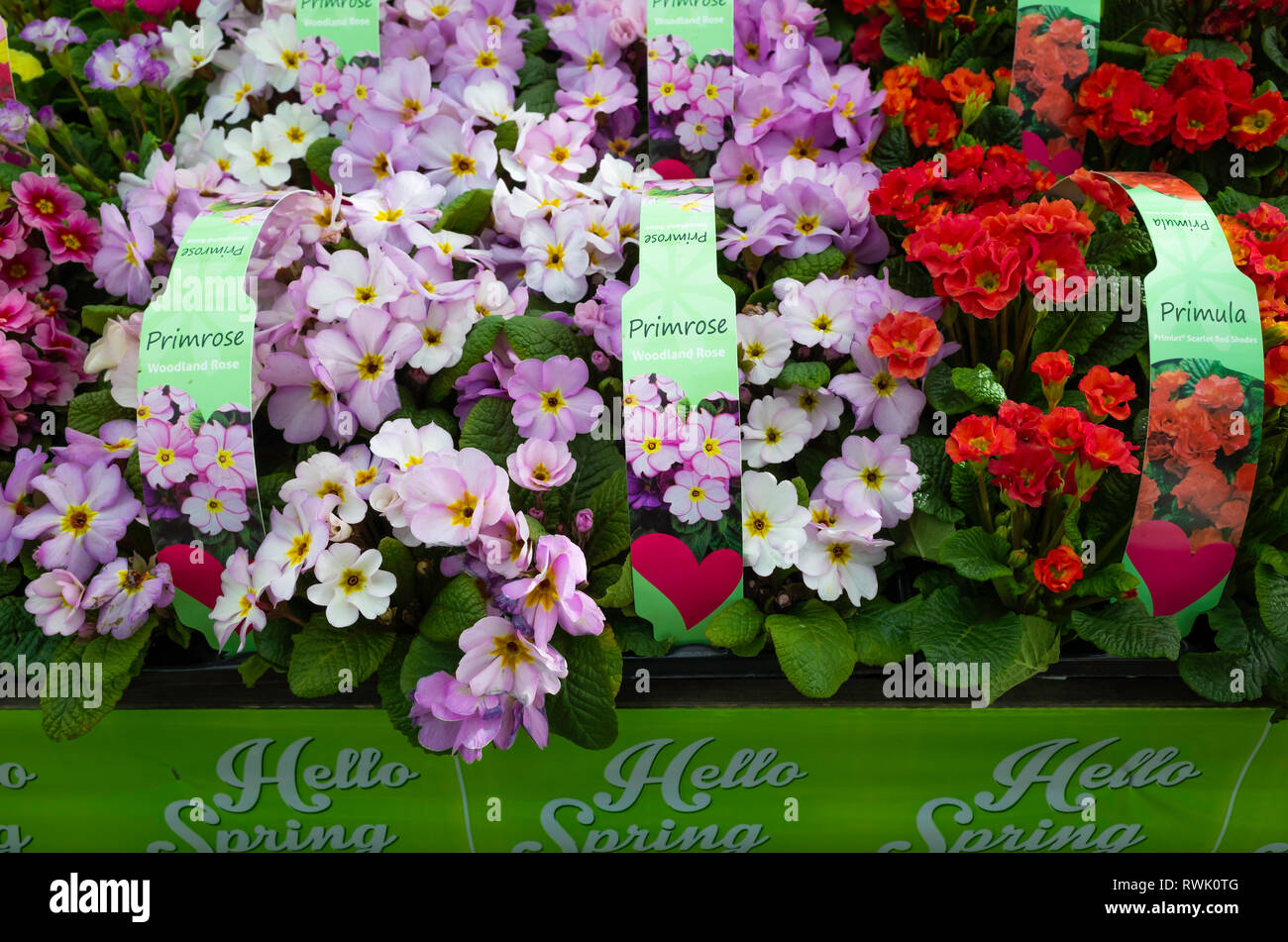 Hello Spring Garden Centre display of Primroses and Primulas flowering ...