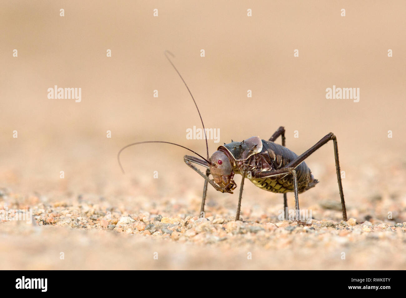 Acanthoplus discoidalis armoured ground cricket hi-res stock ...