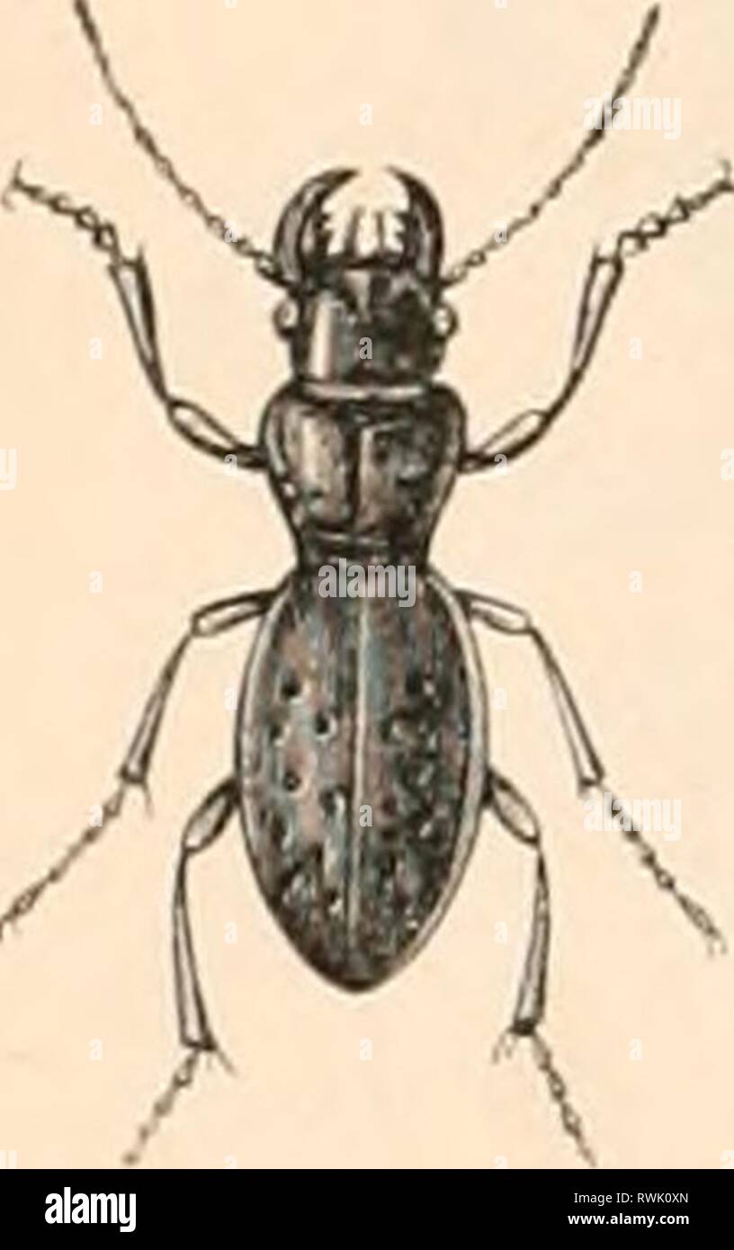 Omus hi-res stock photography and images - Alamy