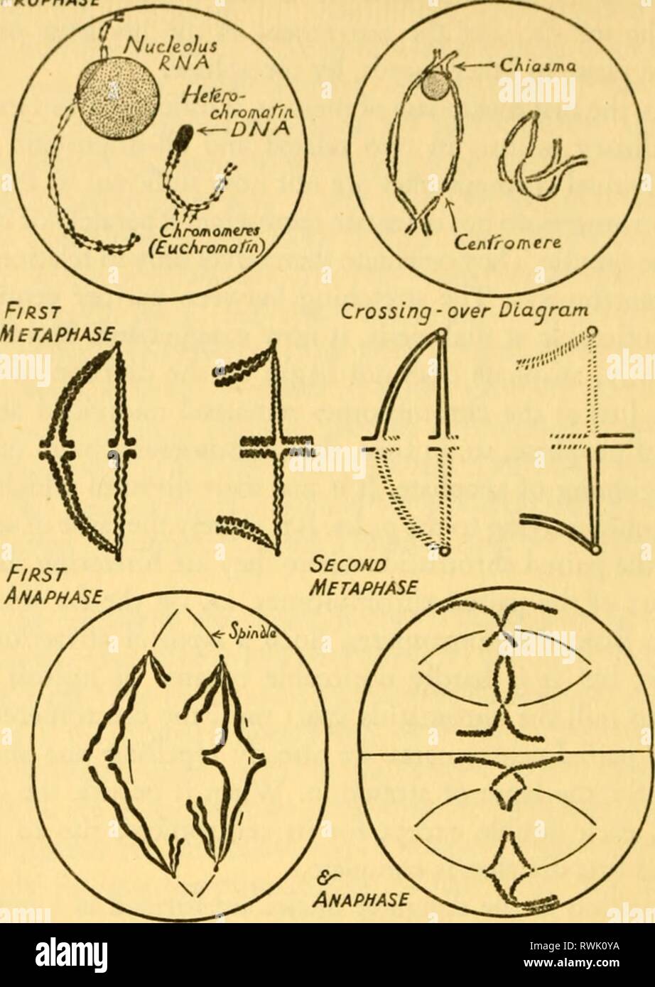 The elements of genetics (1950 Stock Photo - Alamy