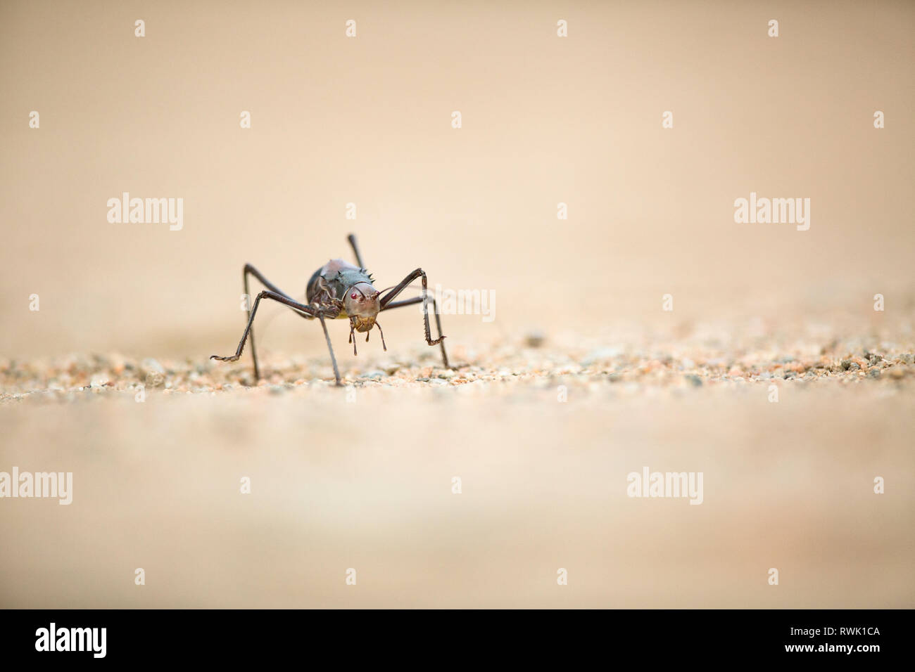 Setotojane hi-res stock photography and images - Alamy