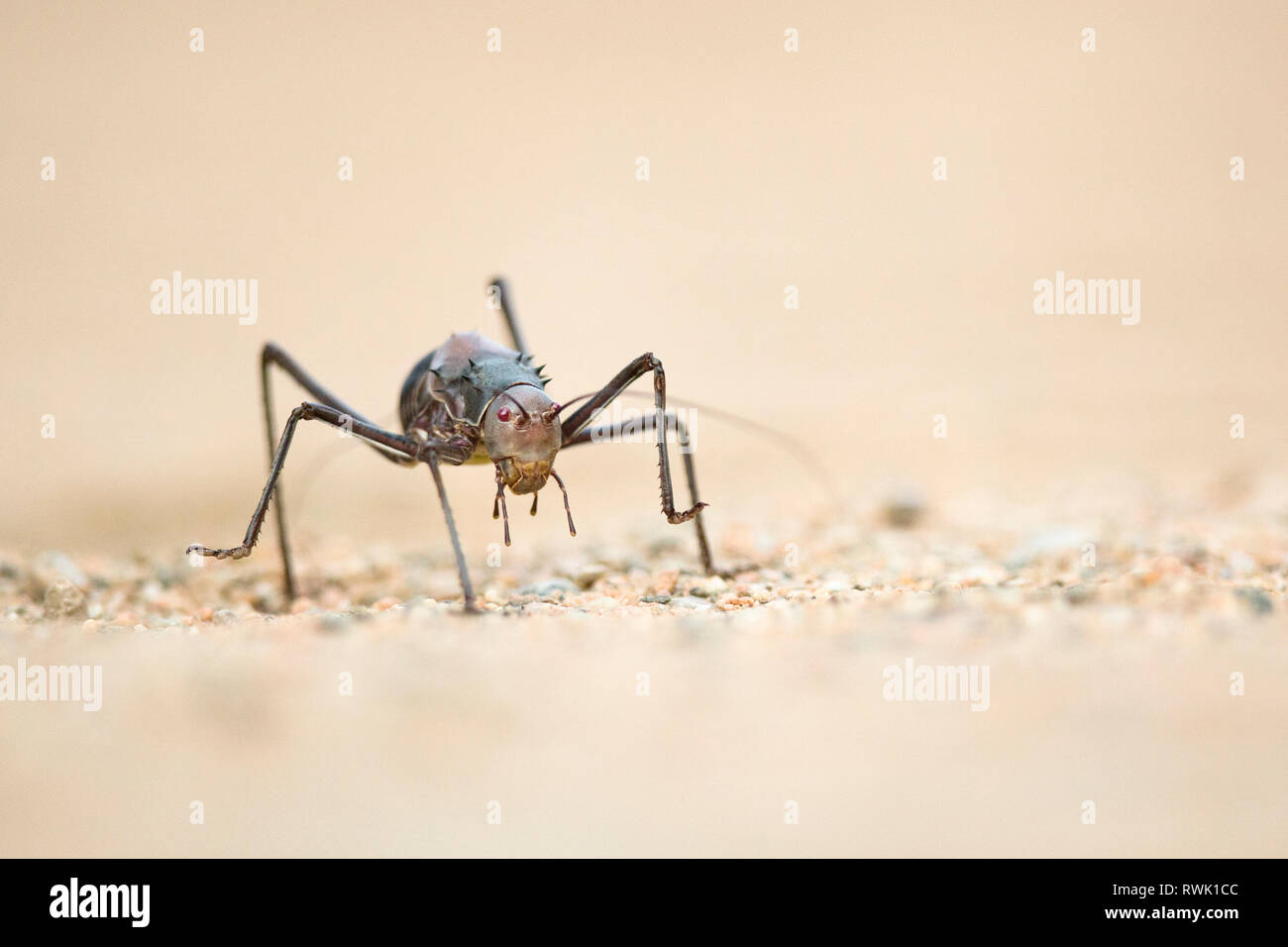 Acanthoplus discoidalis armoured ground cricket hi-res stock ...