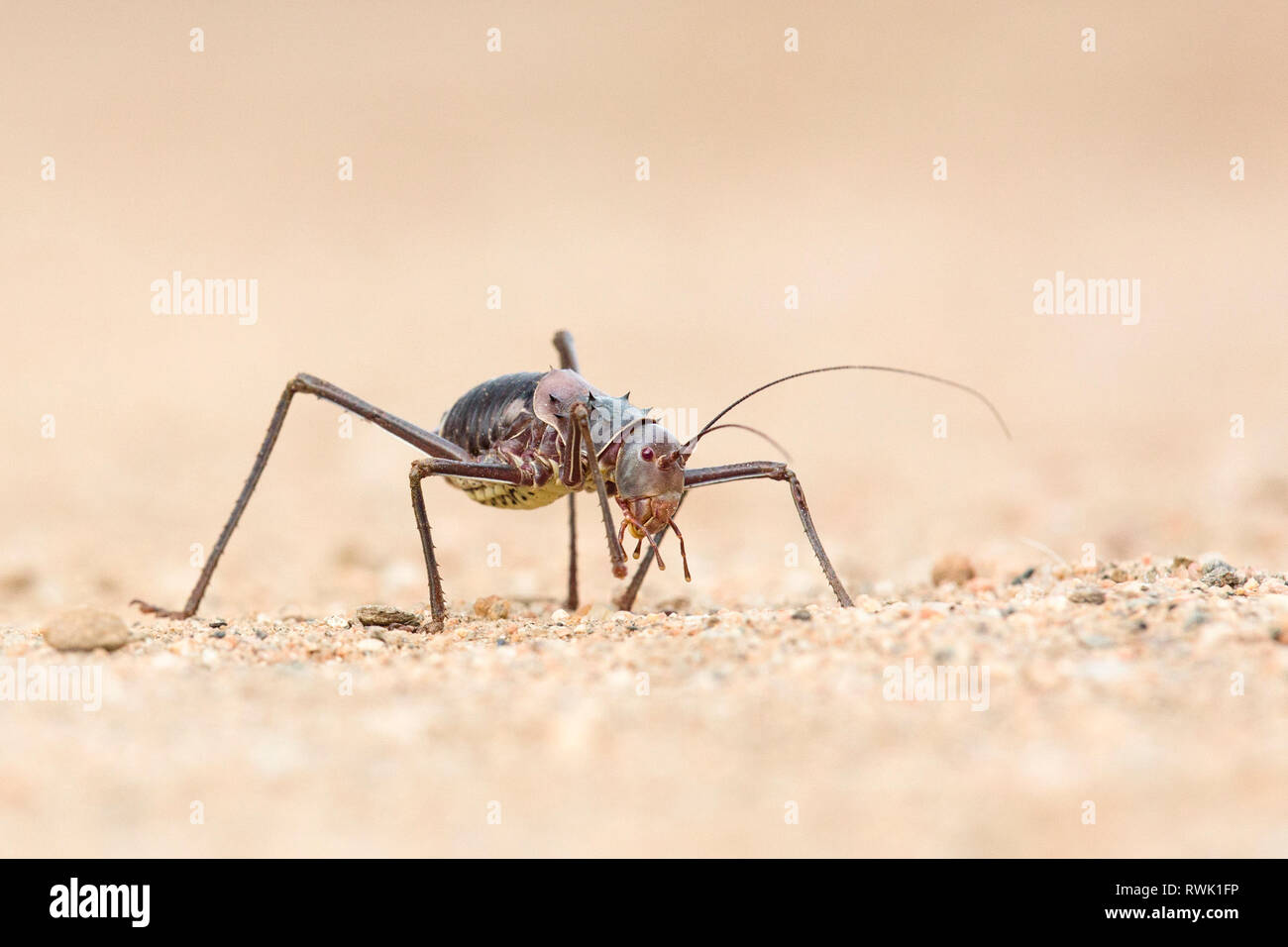 Acanthoplus discoidalis armoured ground cricket hi-res stock ...