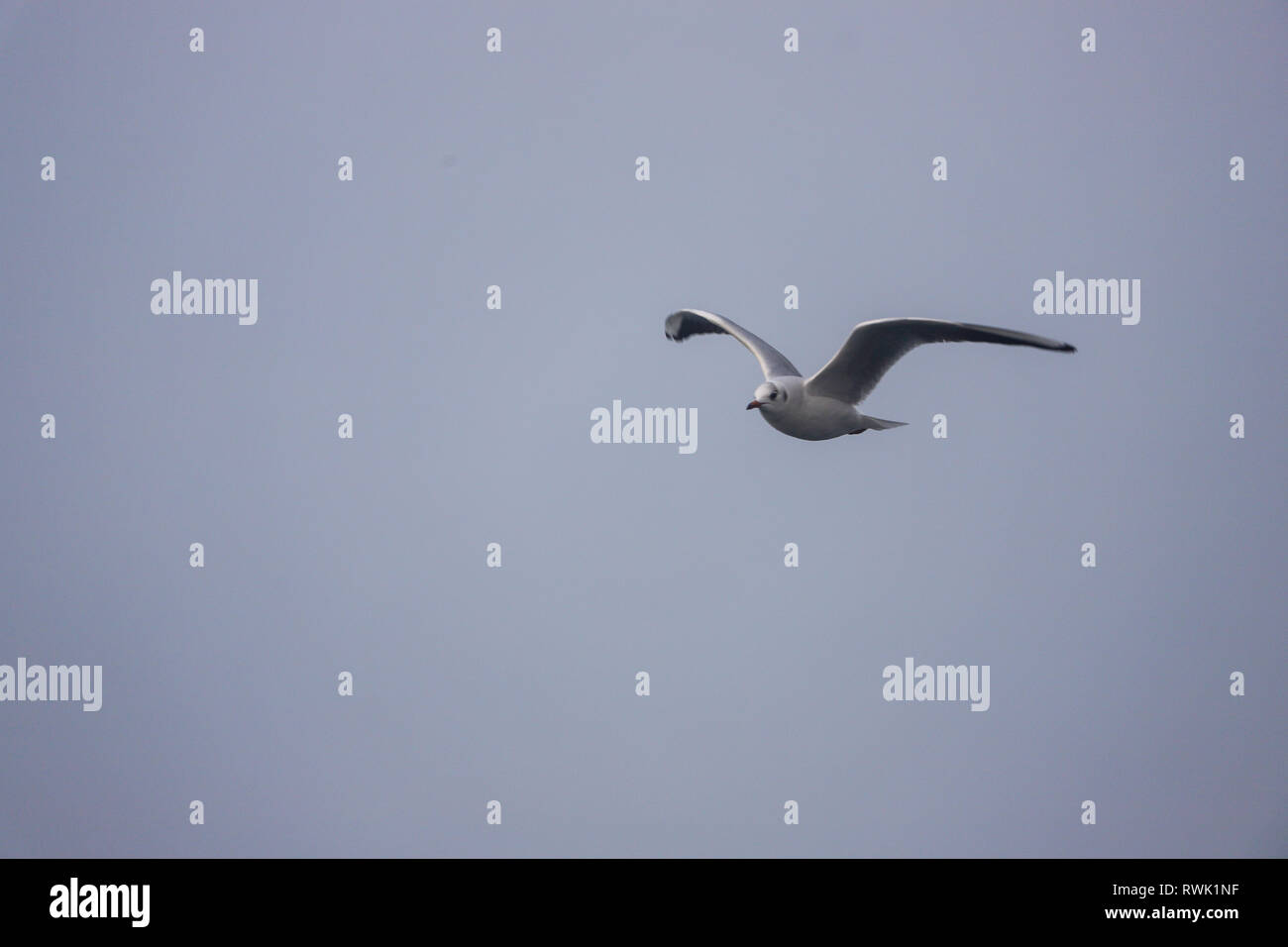 Seagull in wind hi-res stock photography and images - Alamy