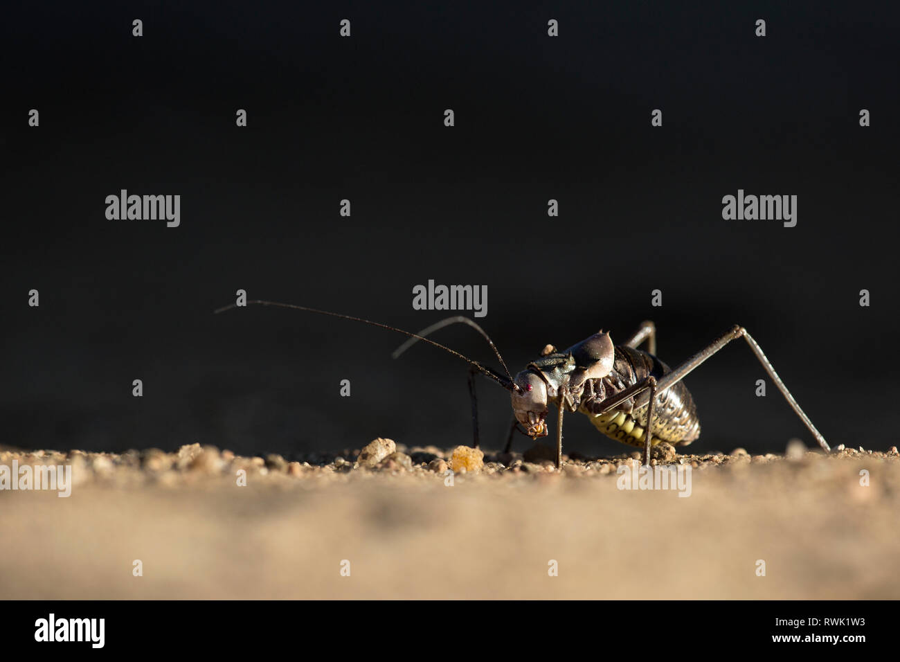A Ground or Armour plated cricket close up Stock Photo - Alamy