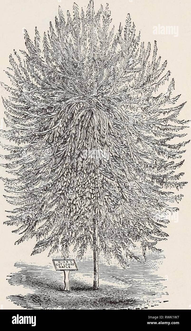 Variegated sycamore tree hi-res stock photography and images - Alamy