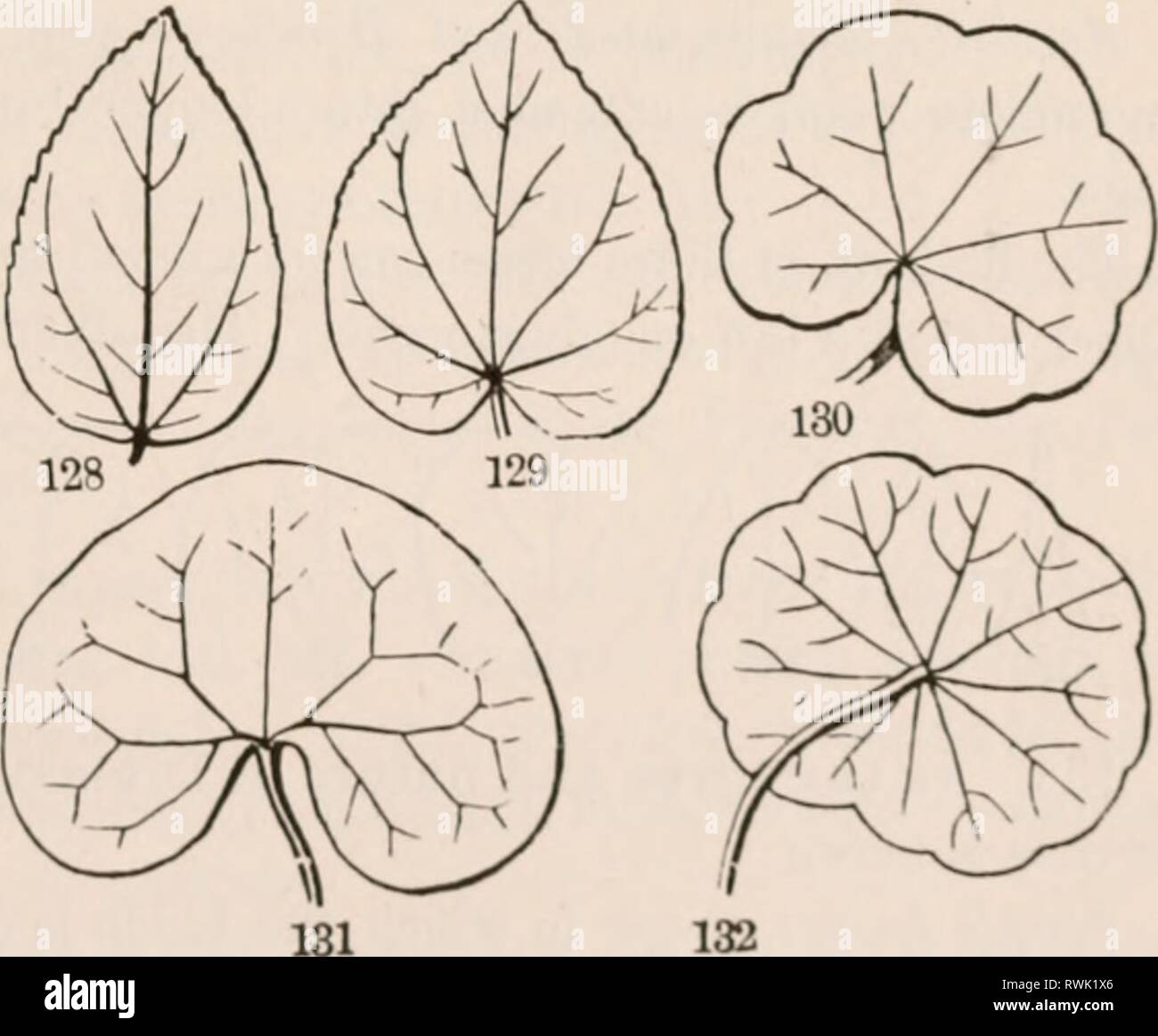 Hastate leaves hi-res stock photography and images - Alamy