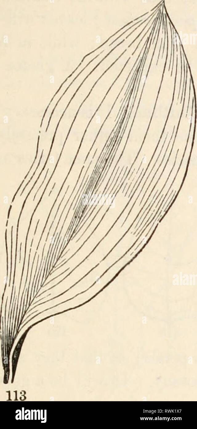 Netted veins hi-res stock photography and images - Alamy